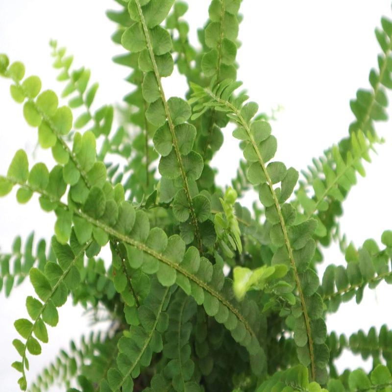 Buy Button Fern Plants Online | Garden Goods Direct