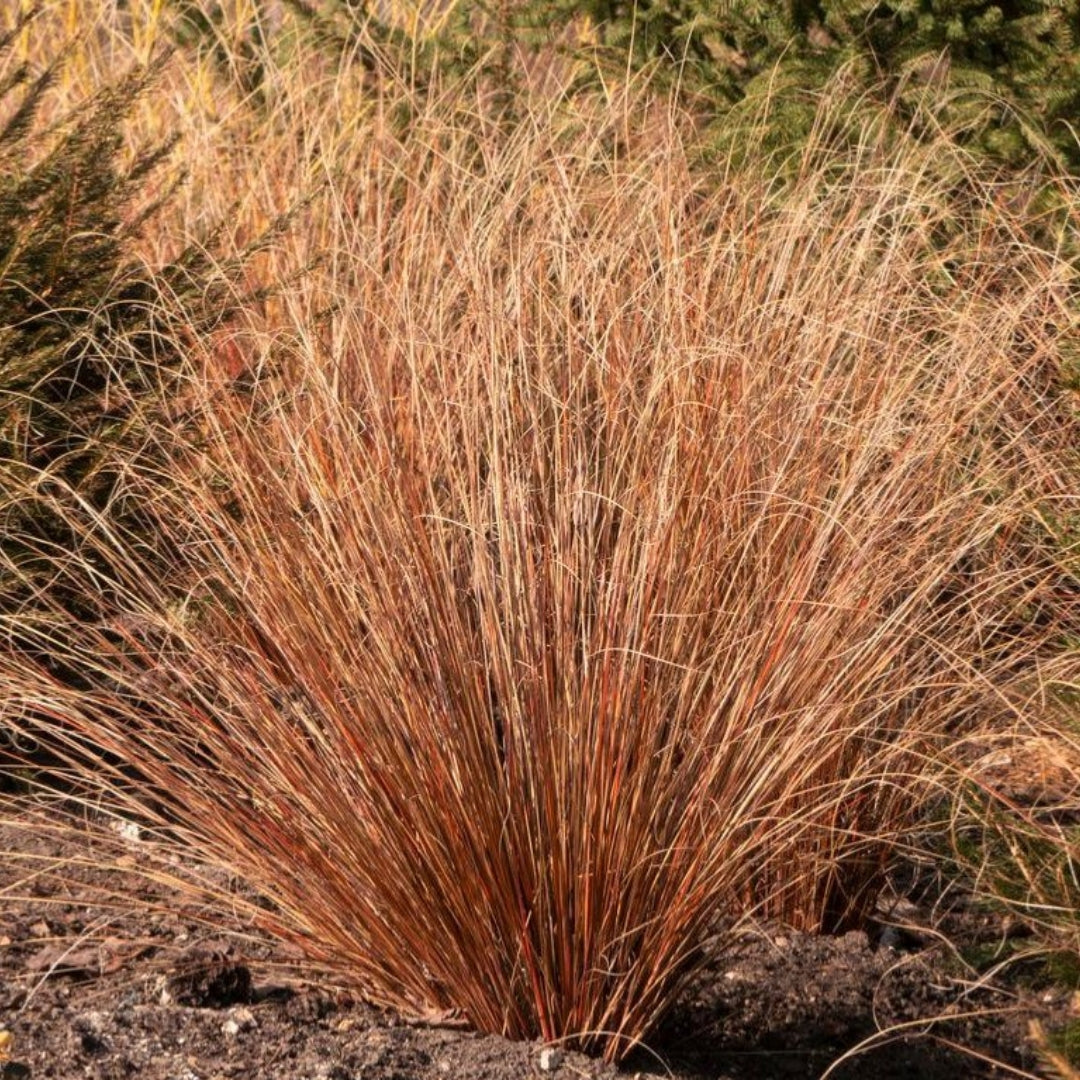 Buy Carex Red Rooster Plants Online | Garden Goods Direct