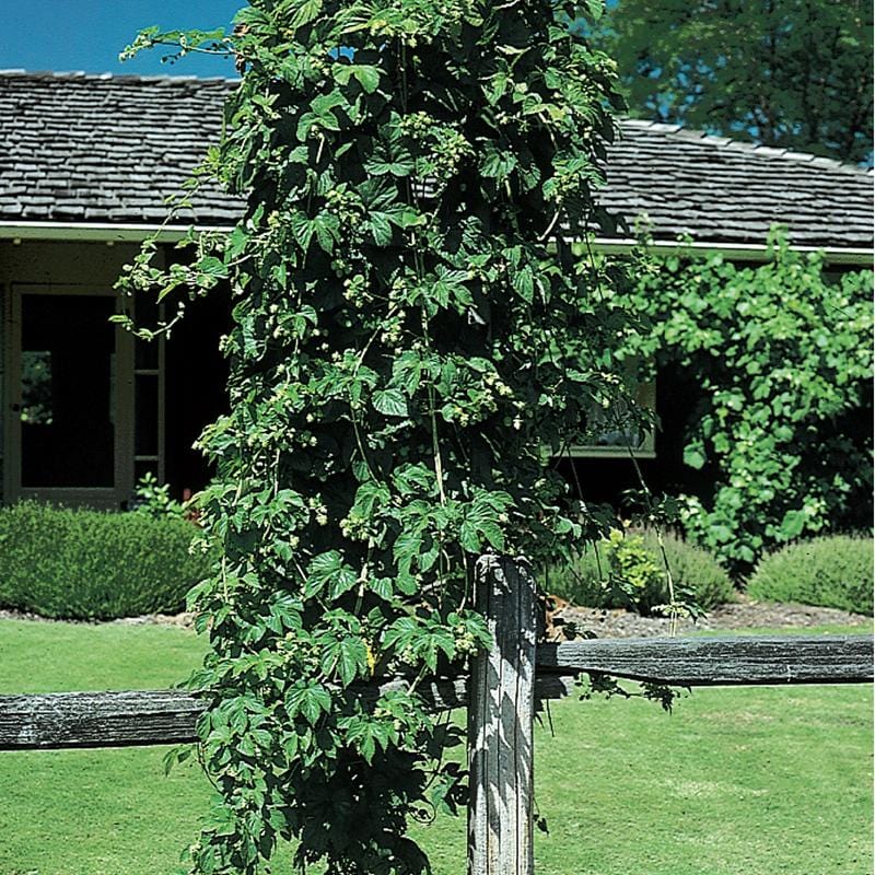Buy Cascade Hops Vines Online | Free Shipping Over $129