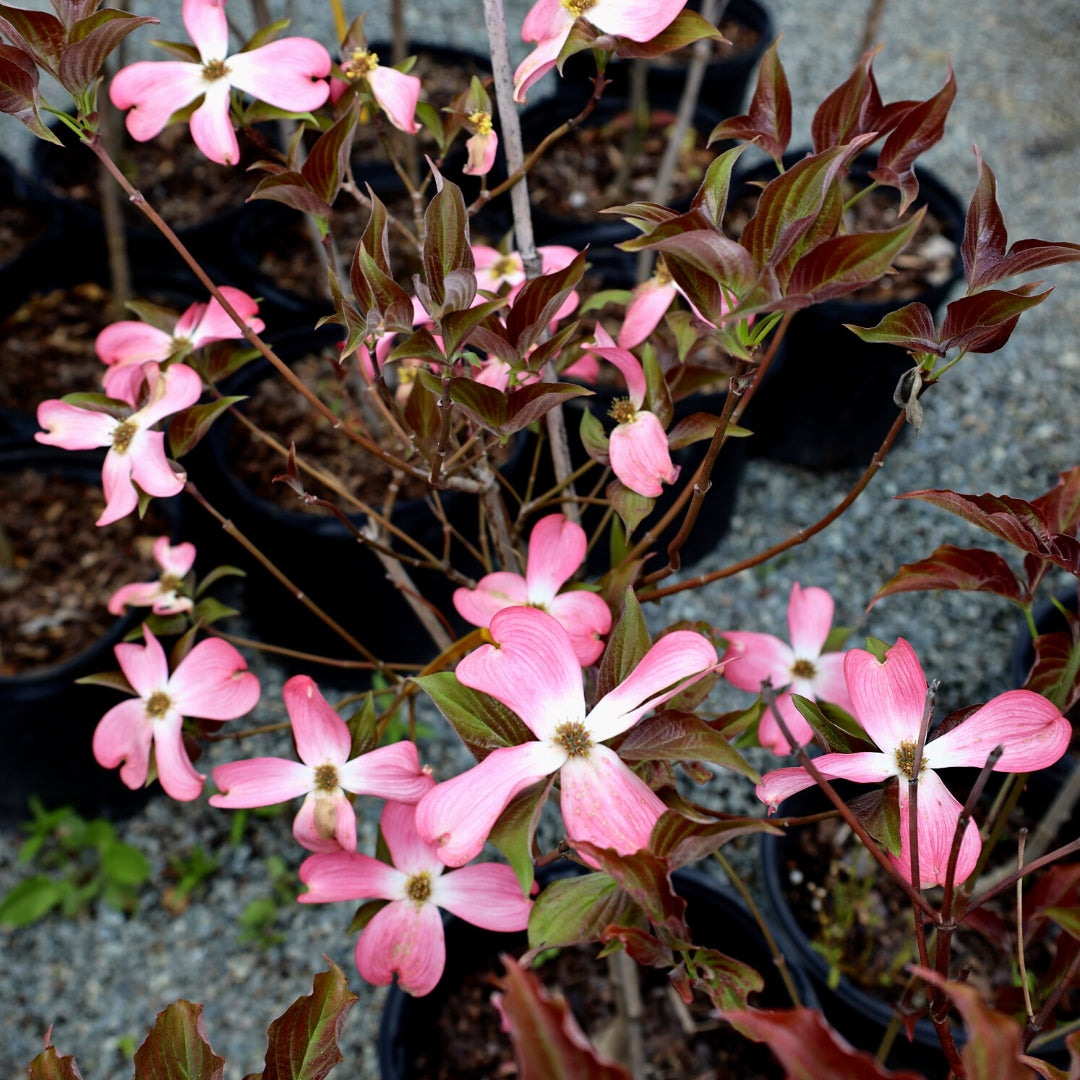 Cherokee Chief Dogwood Trees for Sale | Garden Goods Direct