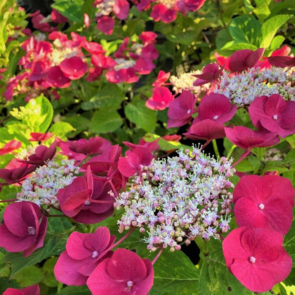 Cherry Explosion™ Hydrangea for Sale | Compact Red Lacecap Blooms