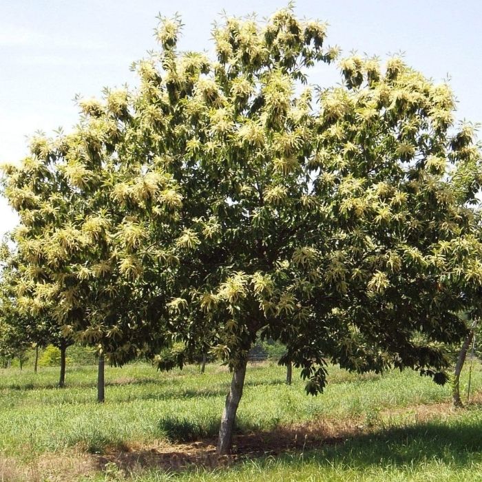 Chinese Chestnut Trees for Sale | Free Shipping Over $199