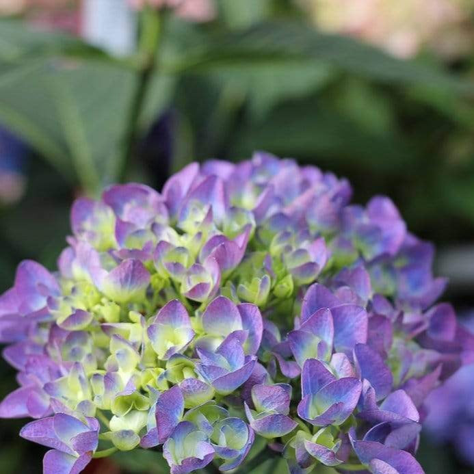 Cityline Rio Hydrangea For Sale | Garden Goods Direct
