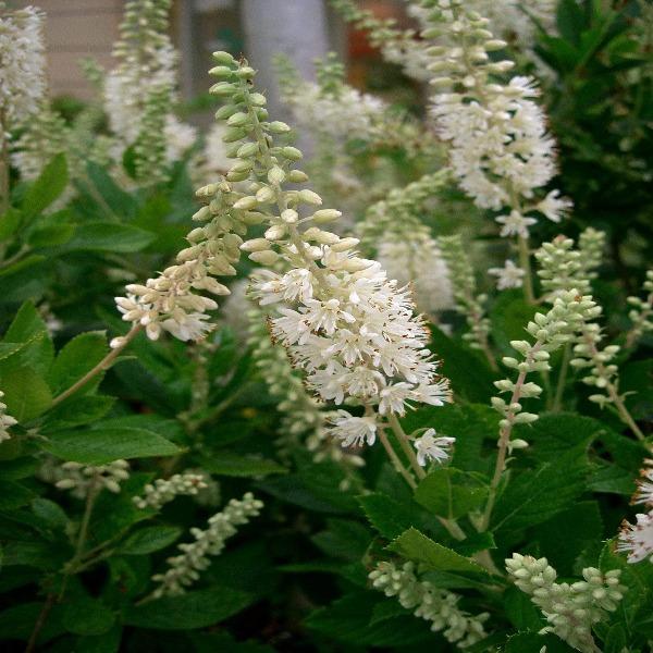 Clethra Hummingbird Shrubs | Garden Goods Direct