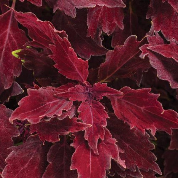 Buy Coleus ColorBlaze Royale Cherry Brandy Online | Garden Goods Direct