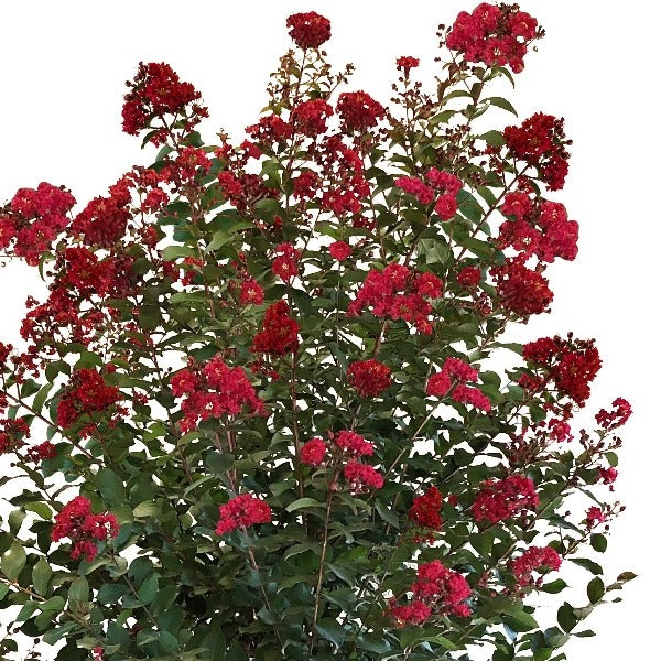 Colorama Scarlet Red Crape Myrtle Trees for Sale | Garden Goods Direct