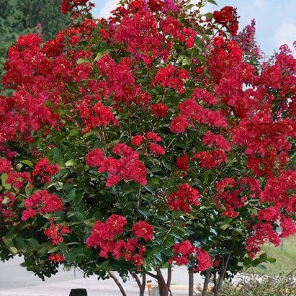 Colorama Scarlet Red Crape Myrtle Trees for Sale | Garden Goods Direct