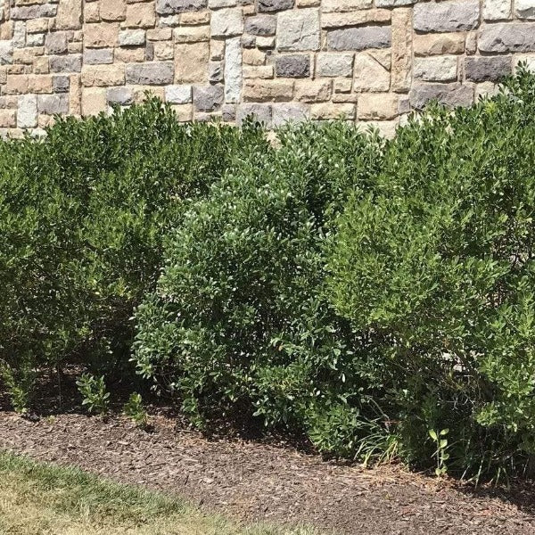 Buy Compact Inkberry Holly Online | Garden Goods Direct