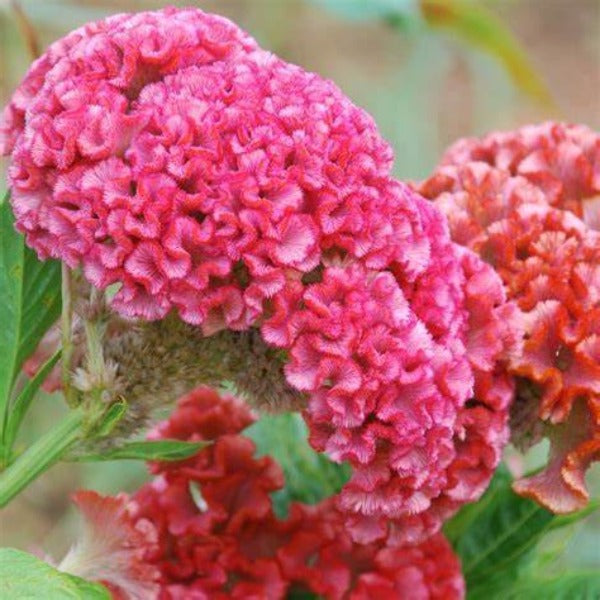 Pink Celosia for Sale | Cockscomb | Garden Goods Direct