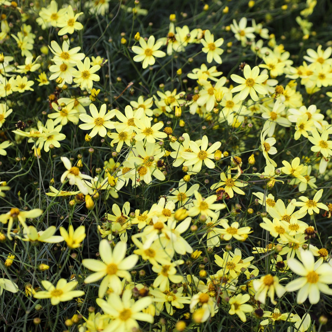Coreopsis Moonbeam Plants | Garden Goods Direct
