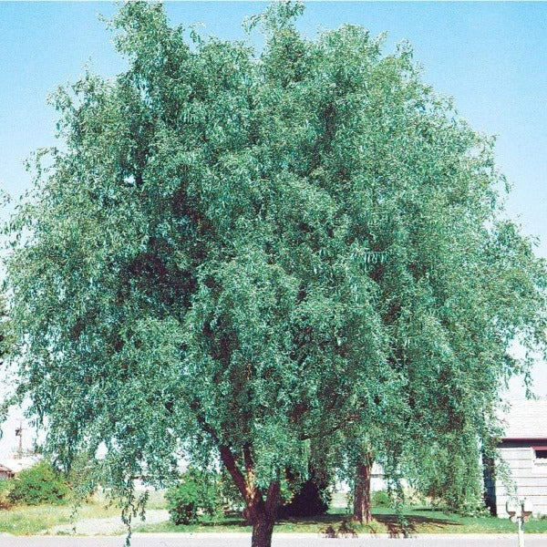 Corkscrew Willow Trees for Sale | Garden Goods Direct