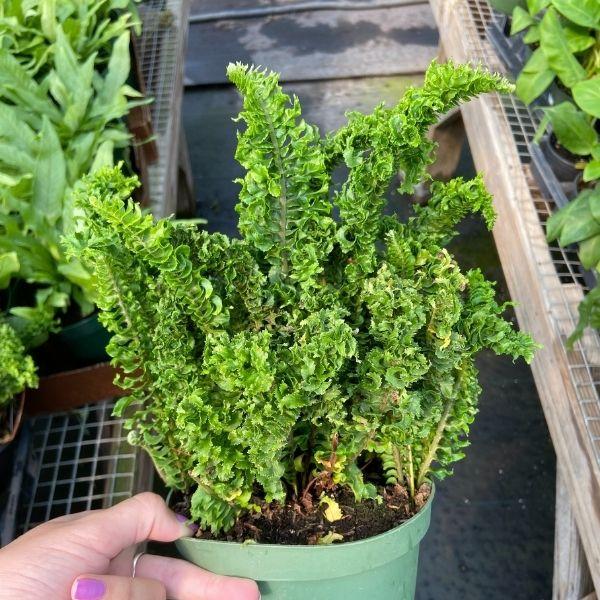 Buy Curly Boston Fern Plants Online | Garden Goods Direct