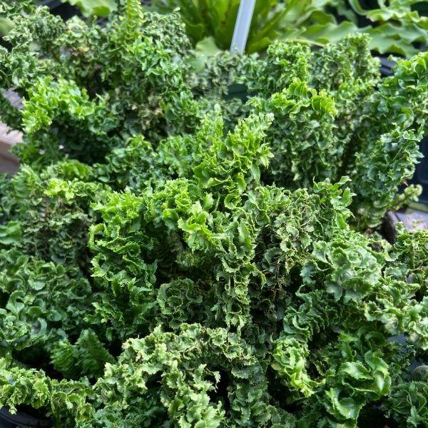 Buy Curly Boston Fern Plants Online | Garden Goods Direct