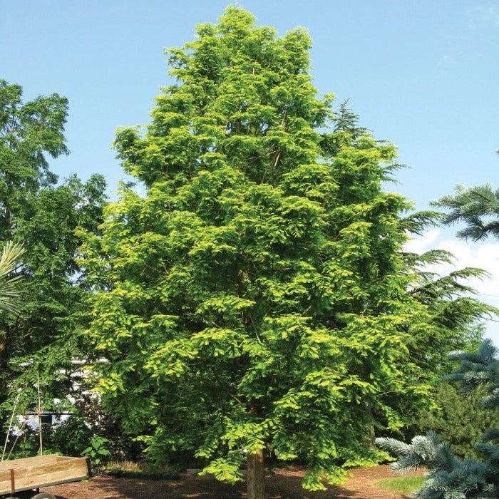 Dawn Redwood Trees for Sale | Garden Goods Direct