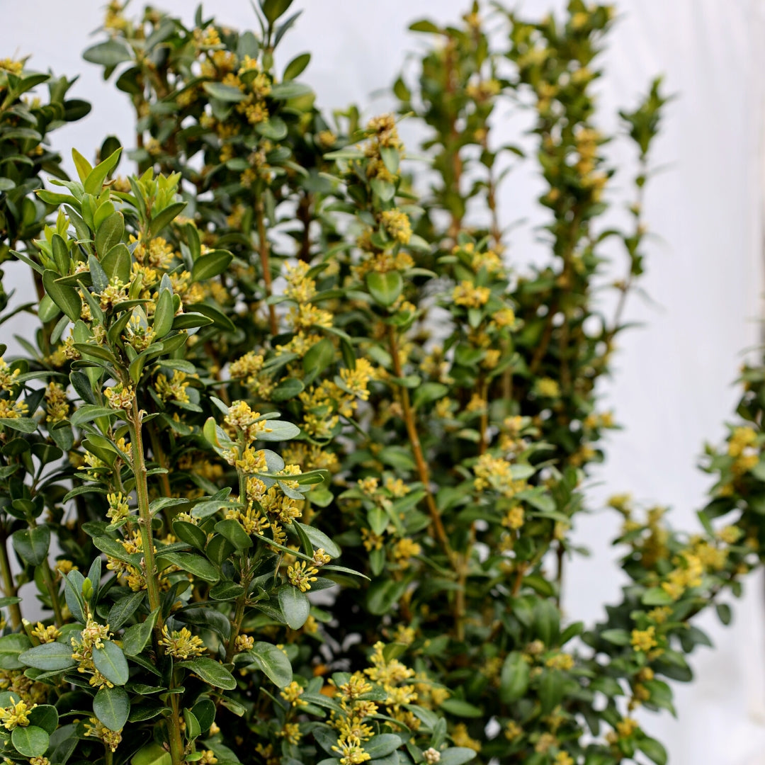 Buy Dee Runk Boxwood – Upright Evergreen Hedge Shrub | Garden Goods Direct