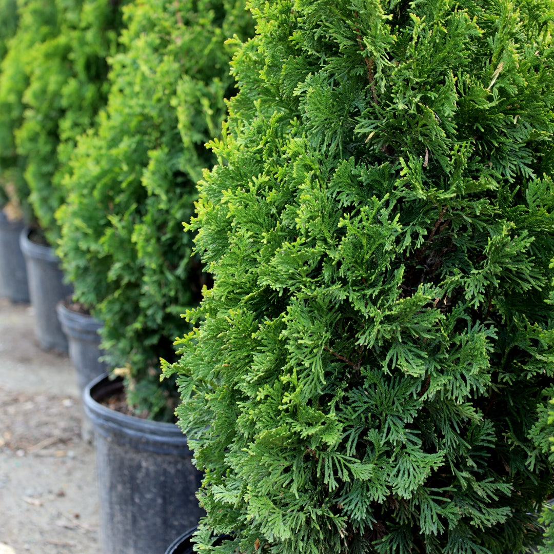 Buy DeGroot’s Spire Arborvitae – Narrow Columnar Evergreen | Garden Goods Direct