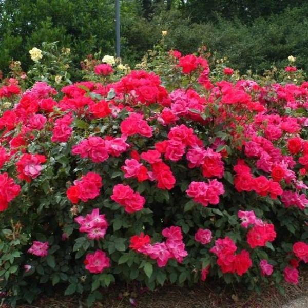 Double Red Knock Out Rose Bushes for Sale | Garden Goods Direct
