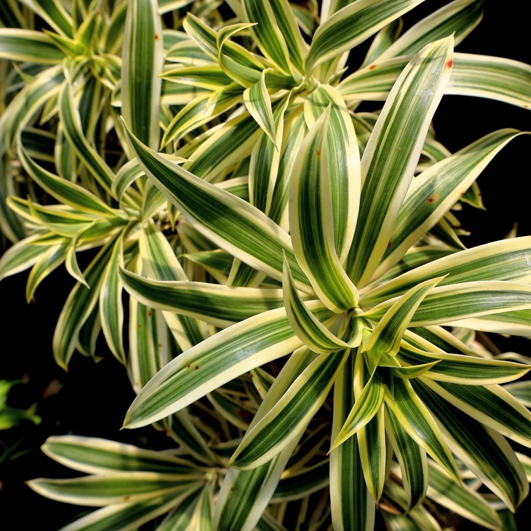 Dracaena Reflexa Pleomele