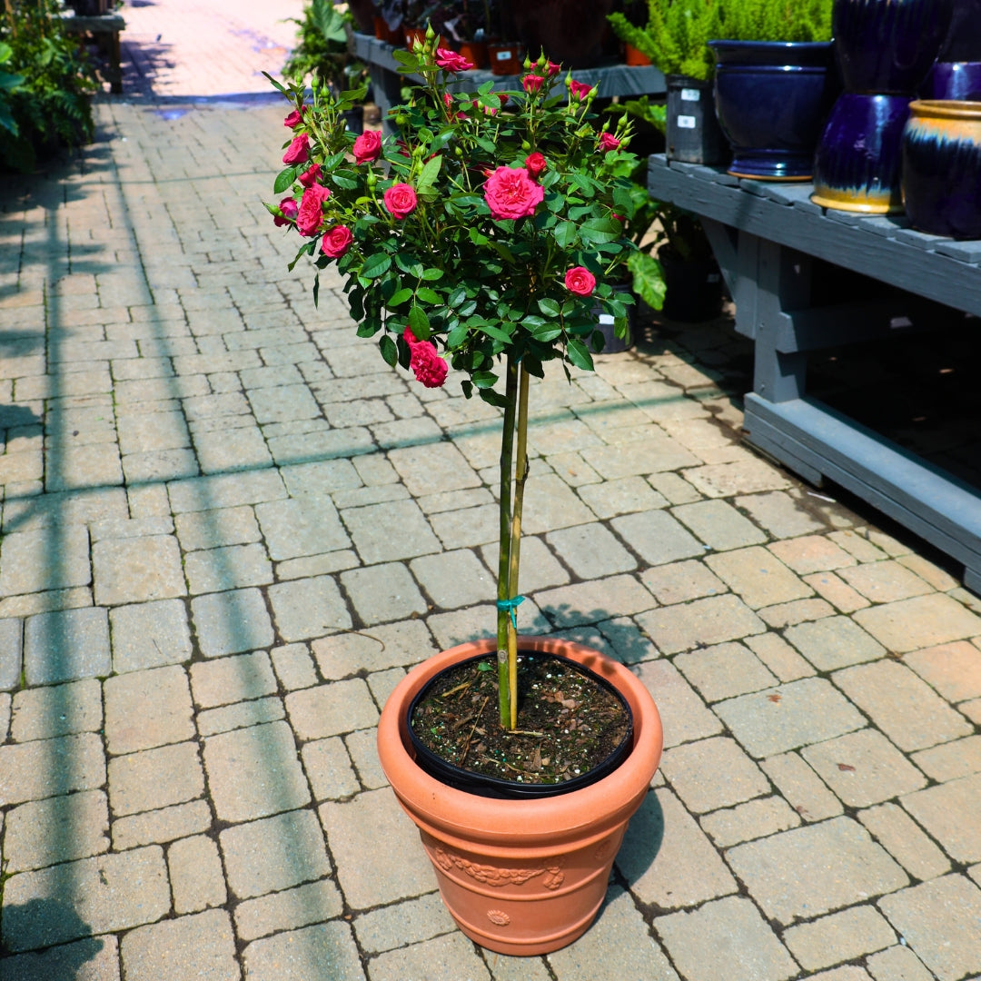 Dragon Fruit Sunblaze® Miniature Rose | Garden Goods Direct