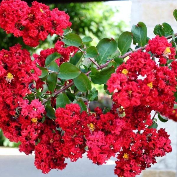 Buy Dynamite Crape Myrtle Tree | Fast-Growing Red Flowering Tree ...