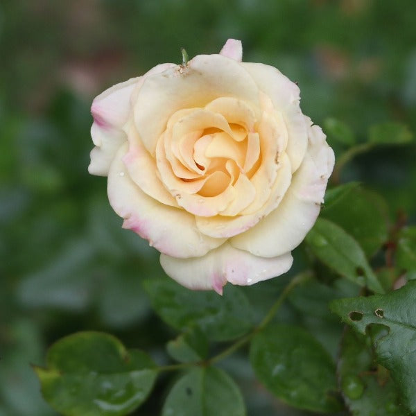 Easter Basket Floribunda Rose | Yellow & Pink Rose Bush | Garden Goods ...