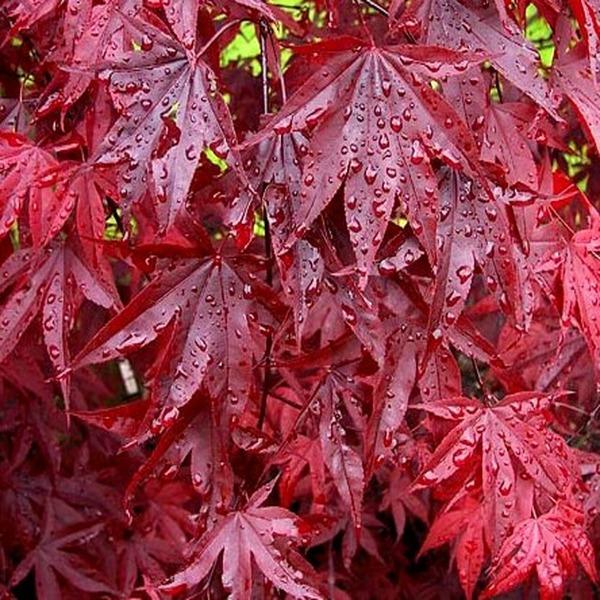 Buy Emperor Japanese Maple Trees Online | Garden Goods Direct