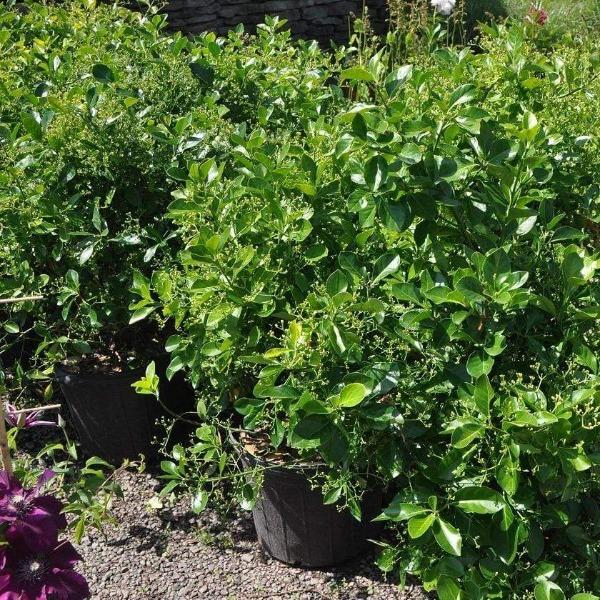 Buy Manhattan Euonymus – Evergreen Privacy Hedge Shrub | Garden Goods ...