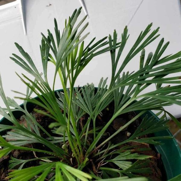 Eyelash Fern Plants for Sale | Garden Goods Direct