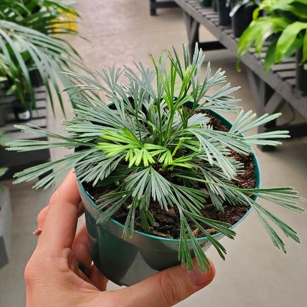 Eyelash Fern Plants for Sale | Garden Goods Direct