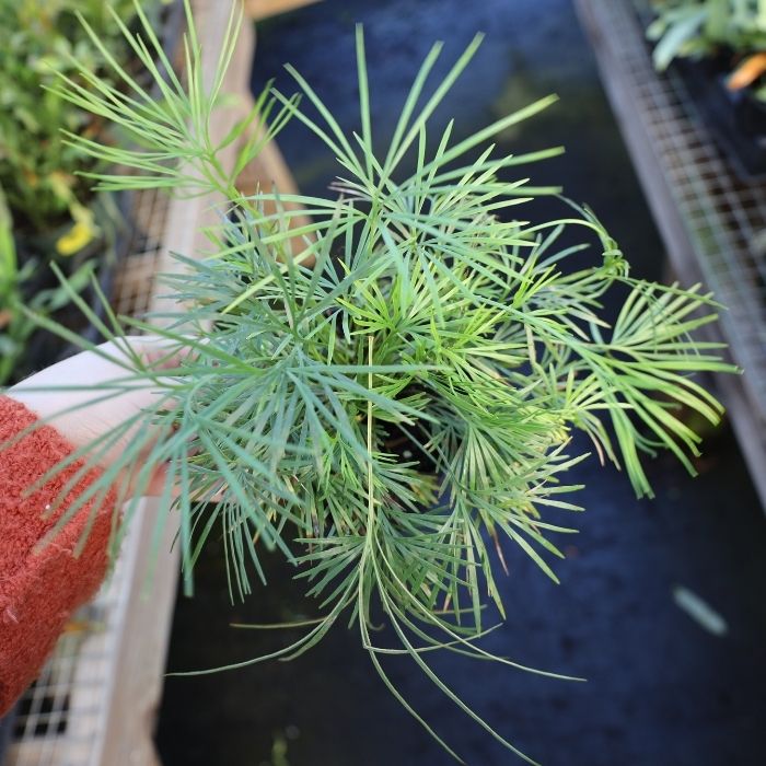 Eyelash Fern Plants for Sale | Garden Goods Direct