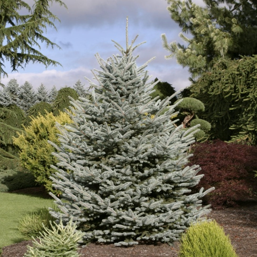 Fat Albert Colorado Blue Spruce for Sale | Blue Evergreen Tree