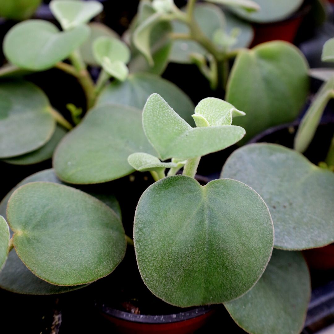 Buy Felted Peperomia Plants Online | Garden Goods Direct