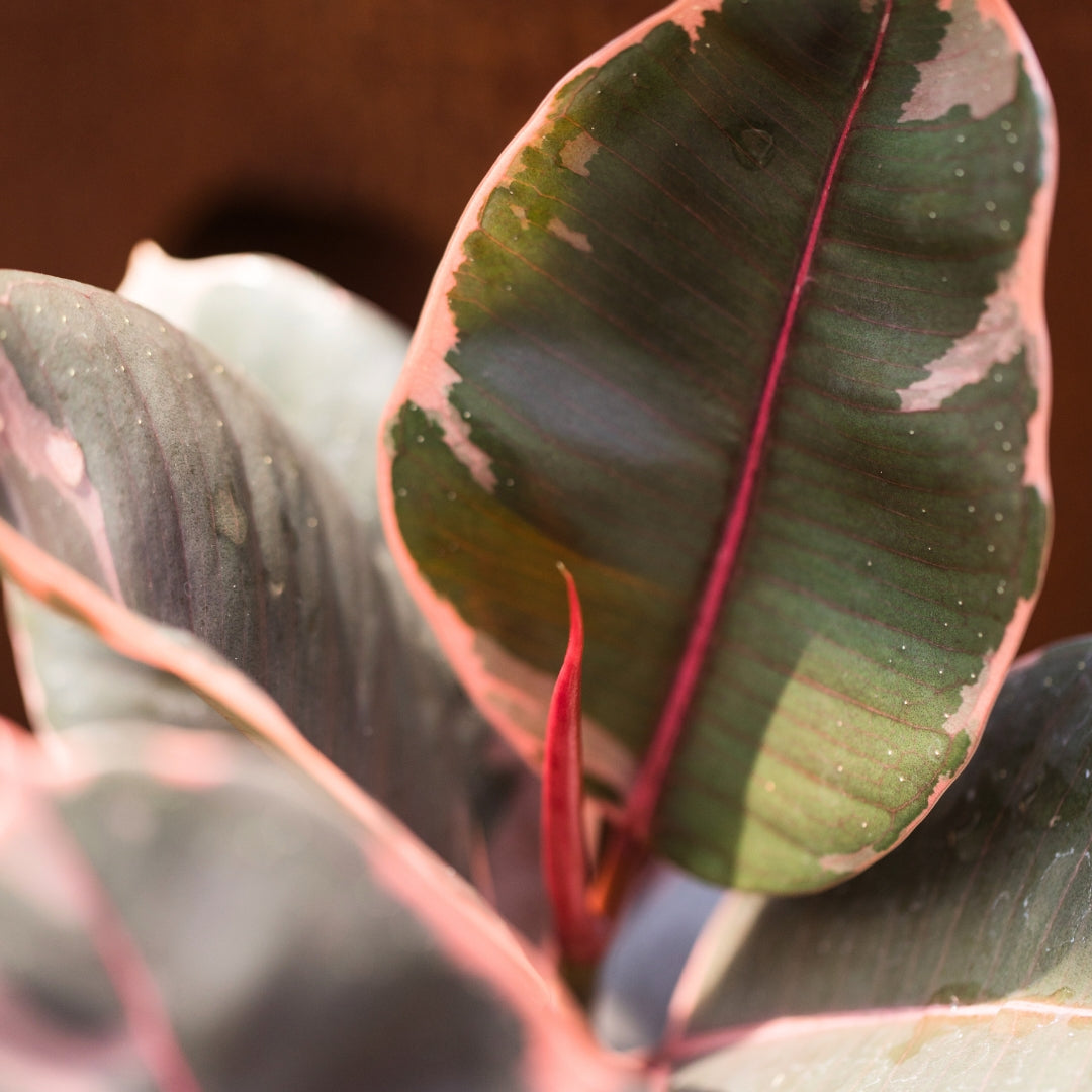 Buy Ficus Ruby Online - Ficus elastica 'Ruby' | Garden Goods Direct