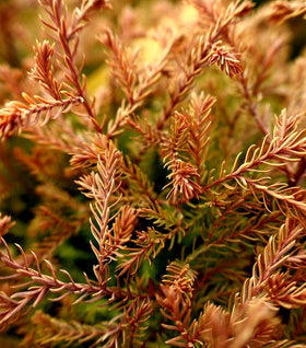 Dwarf Shrubs for Sale Online | Garden Goods Direct