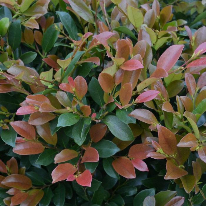 Distylium Coppertone for Sale | Garden Goods Direct