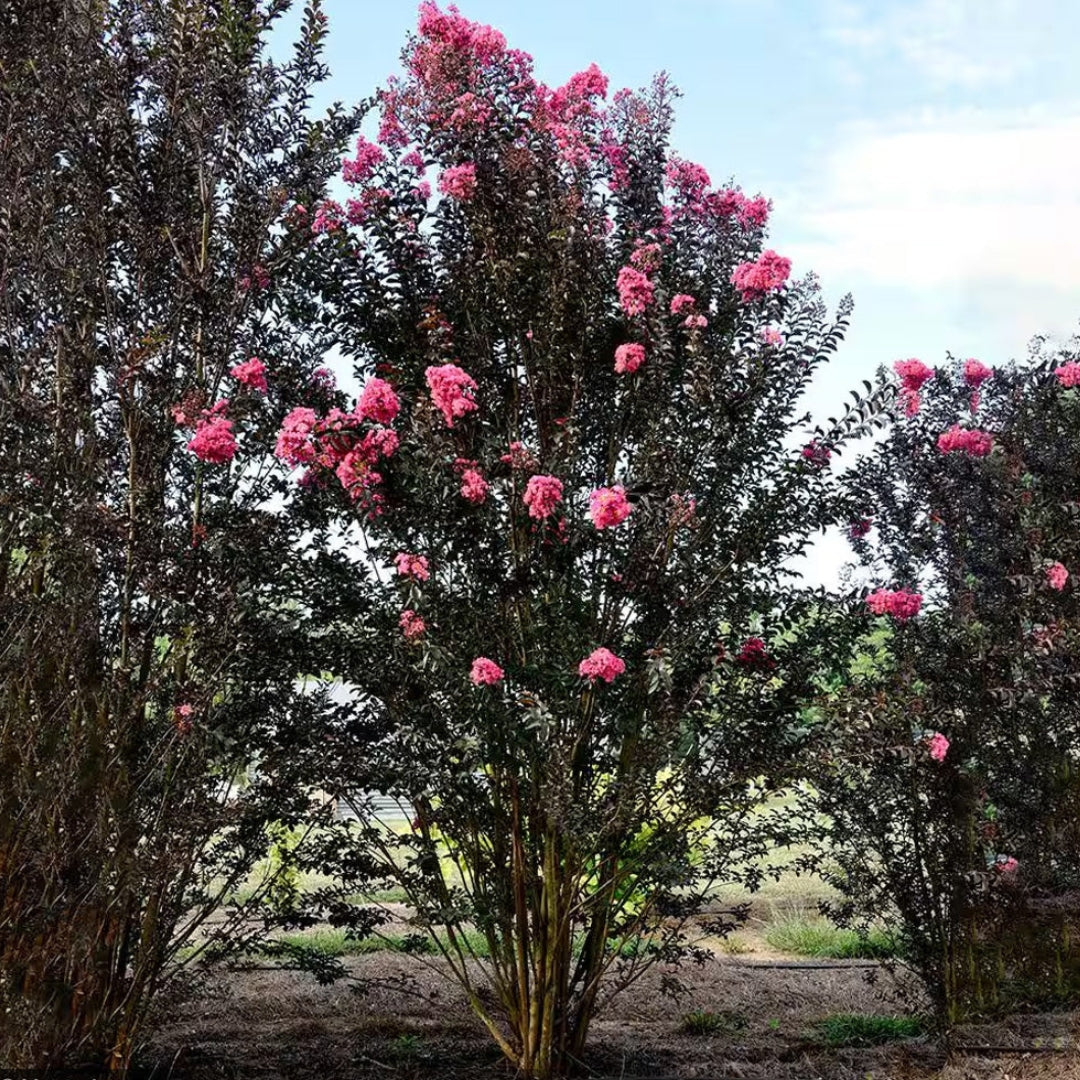 Twilight Magic Crape Myrtle for Sale | Dark Foliage Pink Blooms
