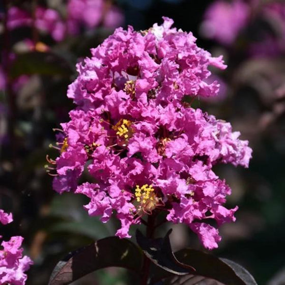 Twilight Magic Crape Myrtle Trees | Garden Goods Direct