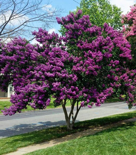 Buy Crape Myrtles Online | Free Shipping Over $99 | Garden Goods Direct