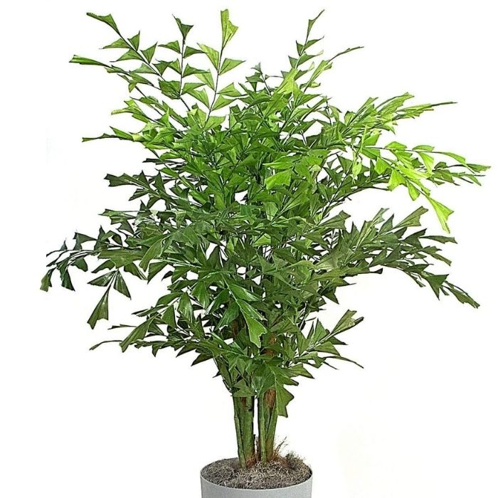 Buy Fishtail Palm Trees Online | Indoor Palms | Garden Goods Direct