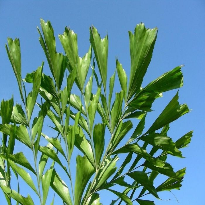 Buy Fishtail Palm Trees Online | Indoor Palms | Garden Goods Direct