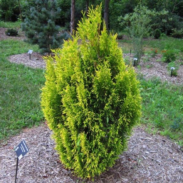 Forever Goldy Arborvitae | Golden Year-Round Evergreen Tree | Garden ...