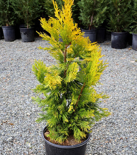 Arborvitae Trees for Sale | Garden Goods Direct