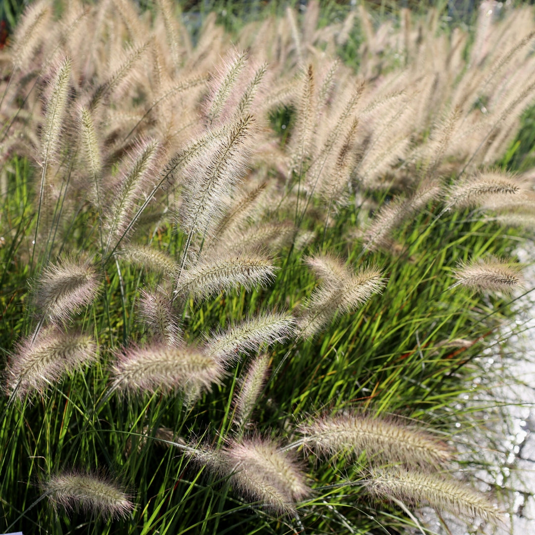 Hameln Fountain Grass | Compact Deer-Resistant Ornamental Grass