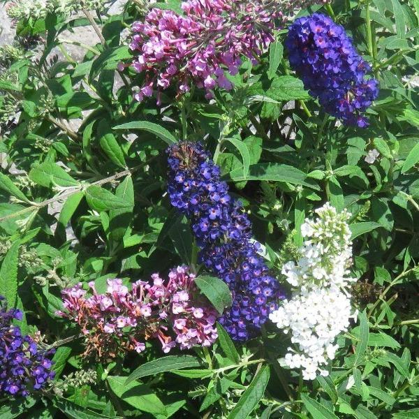 Fourth Of July Butterfly Bush For Sale | Garden Goods Direct