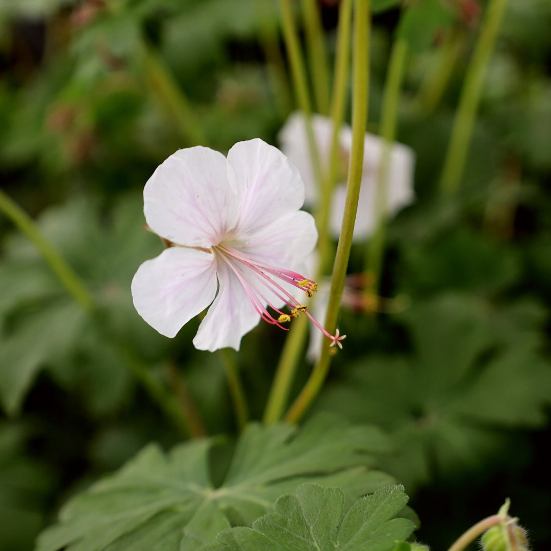 Pink Geranium Plant
