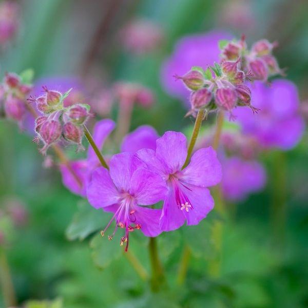 Buy Geranium Karmina Plants Online | Free Shipping Over $99