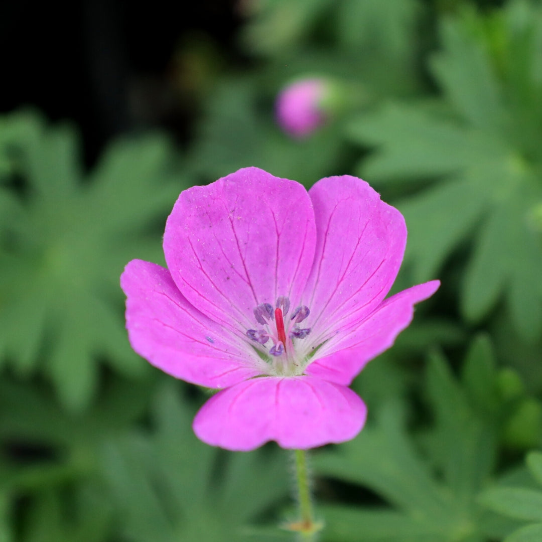 Buy Geranium Max Frei Online | Garden Goods Direct
