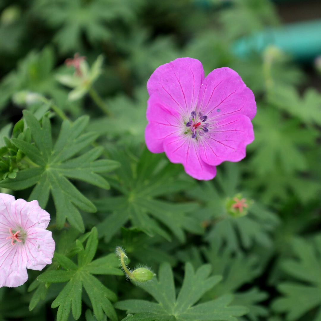 Buy Geranium Max Frei Online | Garden Goods Direct