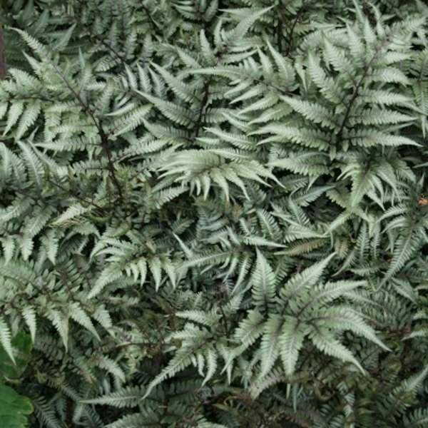 Buy Godzilla Japanese Painted Fern Online | Garden Goods Direct
