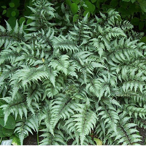 Buy Godzilla Japanese Painted Fern Online | Garden Goods Direct